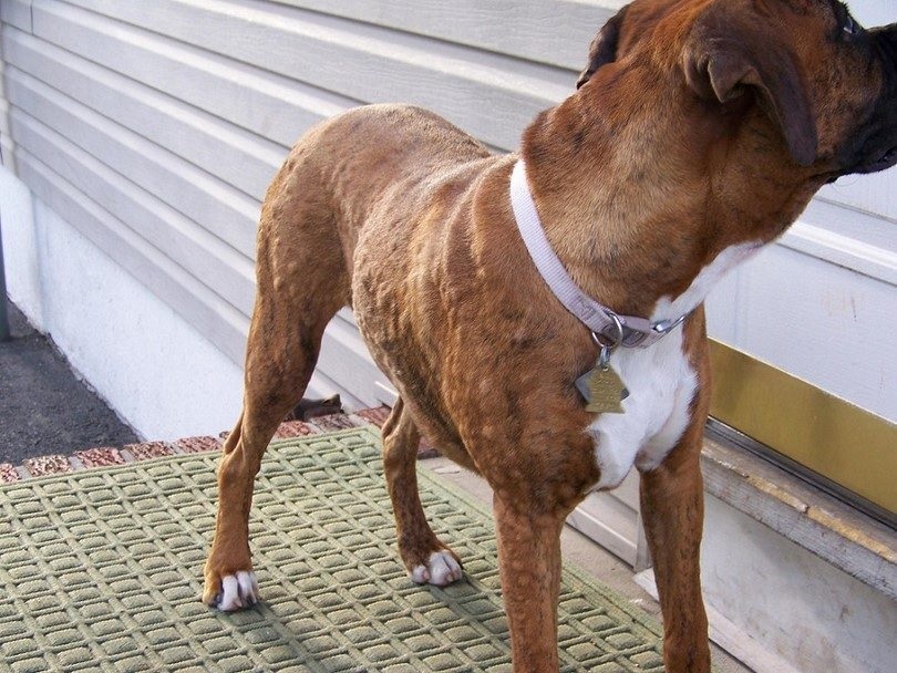How To Deal With Dog Allergies Browser Scene How To Deal With Dog Allergies Browser Scene